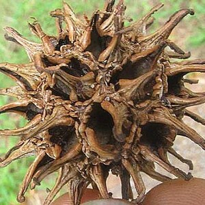 Dried Sweet Gum Balls - Etsy