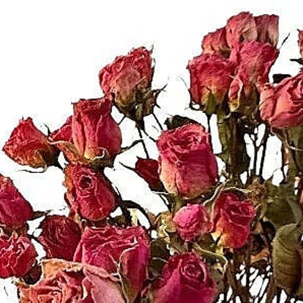 Dried White Roses - Etsy