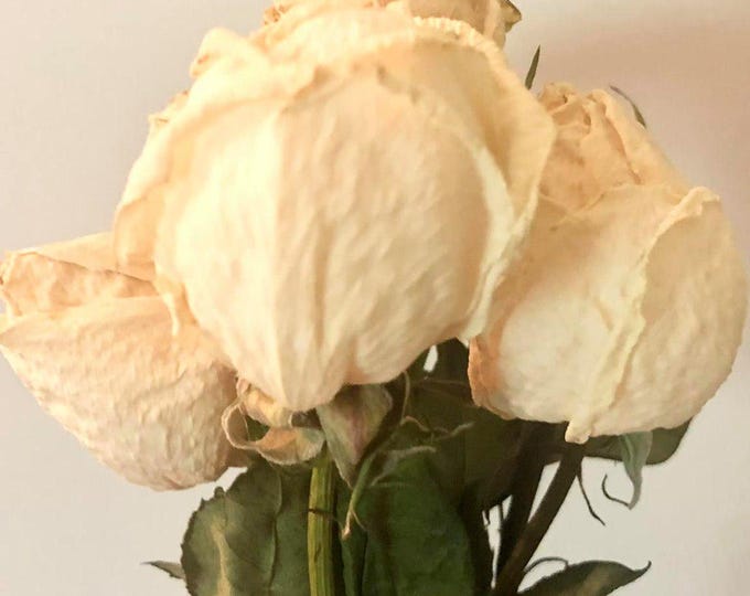White Dried Rose Stems - Etsy