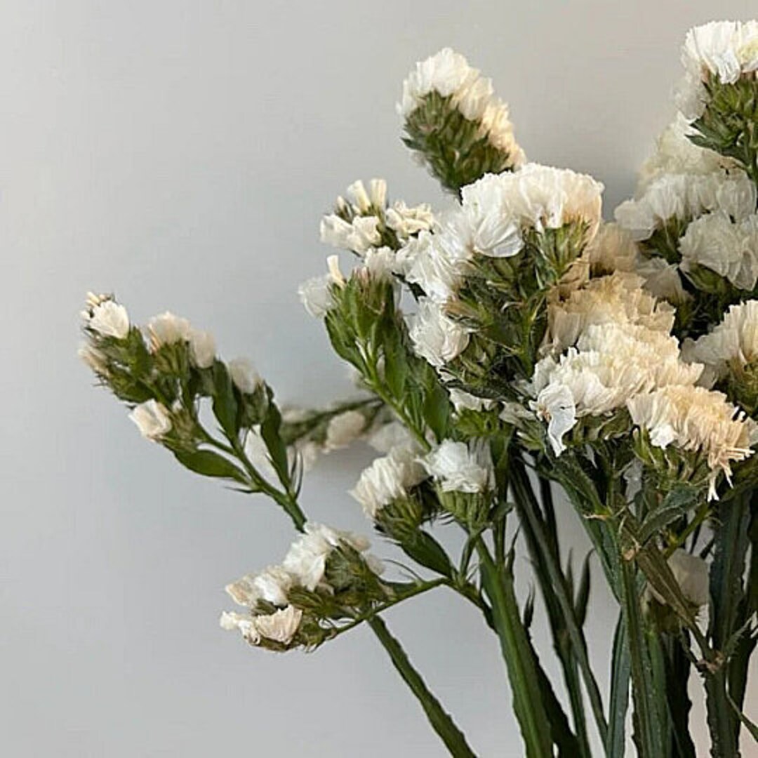 White Statice Dried Flowers for Bouquet, Crafts, Vase - Etsy