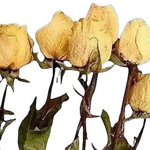 Yellow Dried Rose Stems - Etsy
