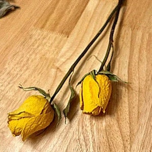 Yellow Dried Rose Stems - Etsy