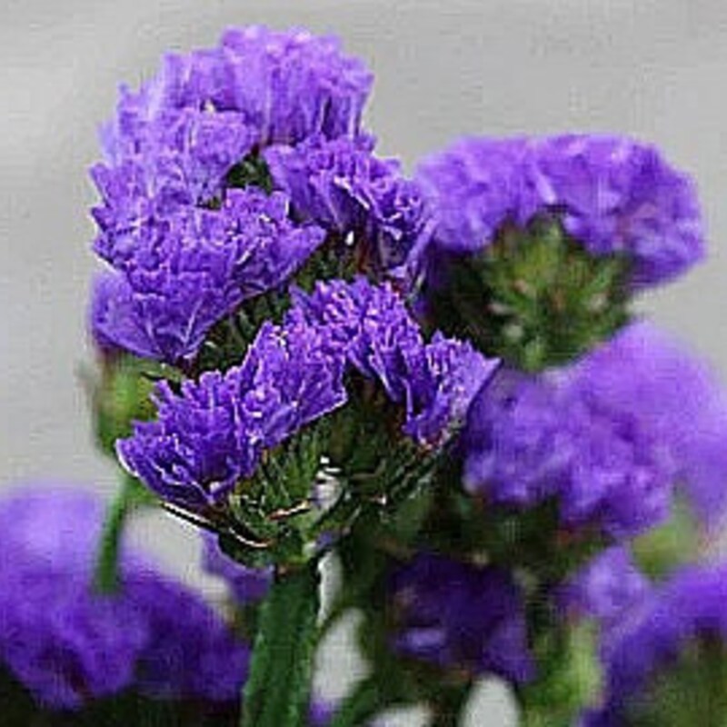 Statice Flowers - Etsy