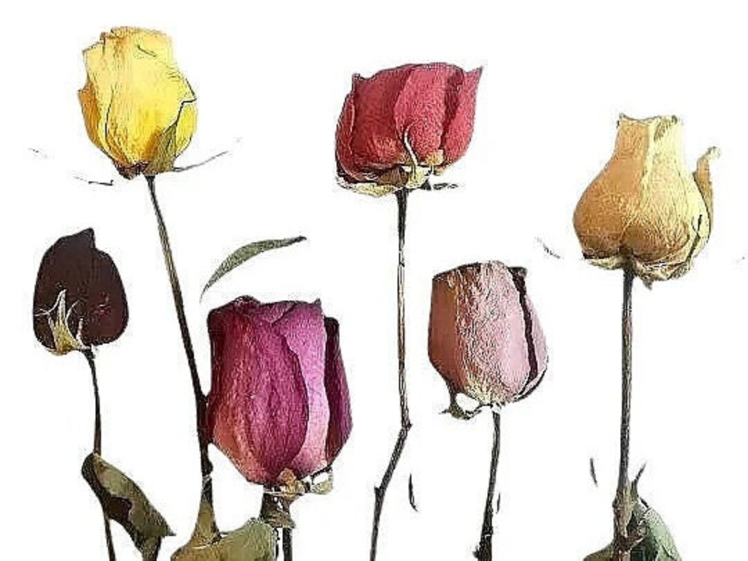 Dried Rose Flower Stems, Mixed Colors - Etsy