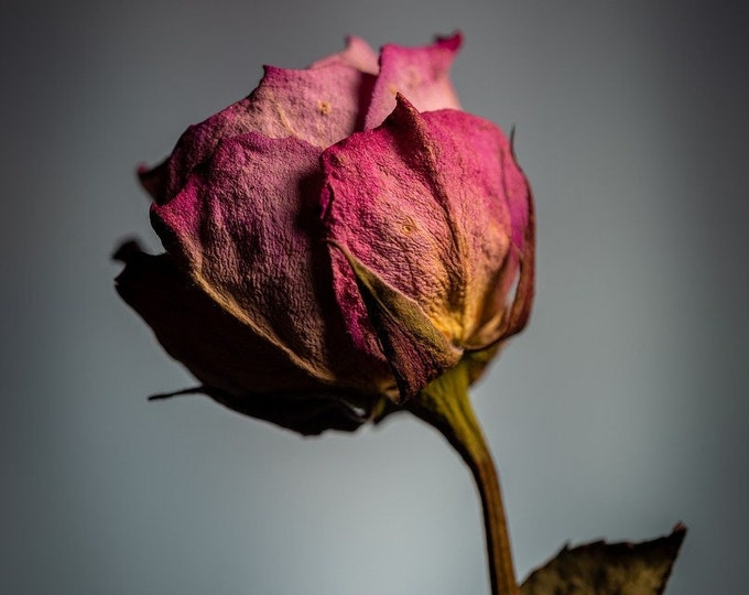 Pink Dried Rose Stems - Etsy