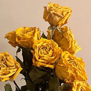 Yellow Dried Rose Stems - Etsy