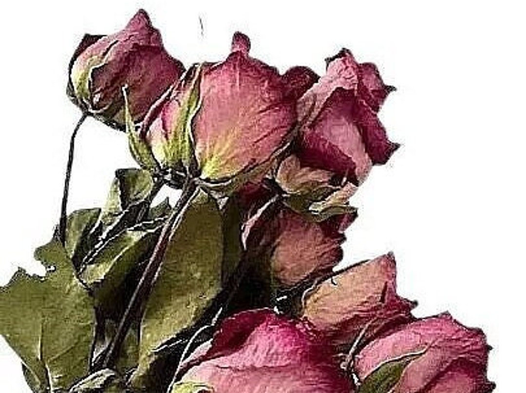 Dark Pink Dried Rose Stems - Etsy