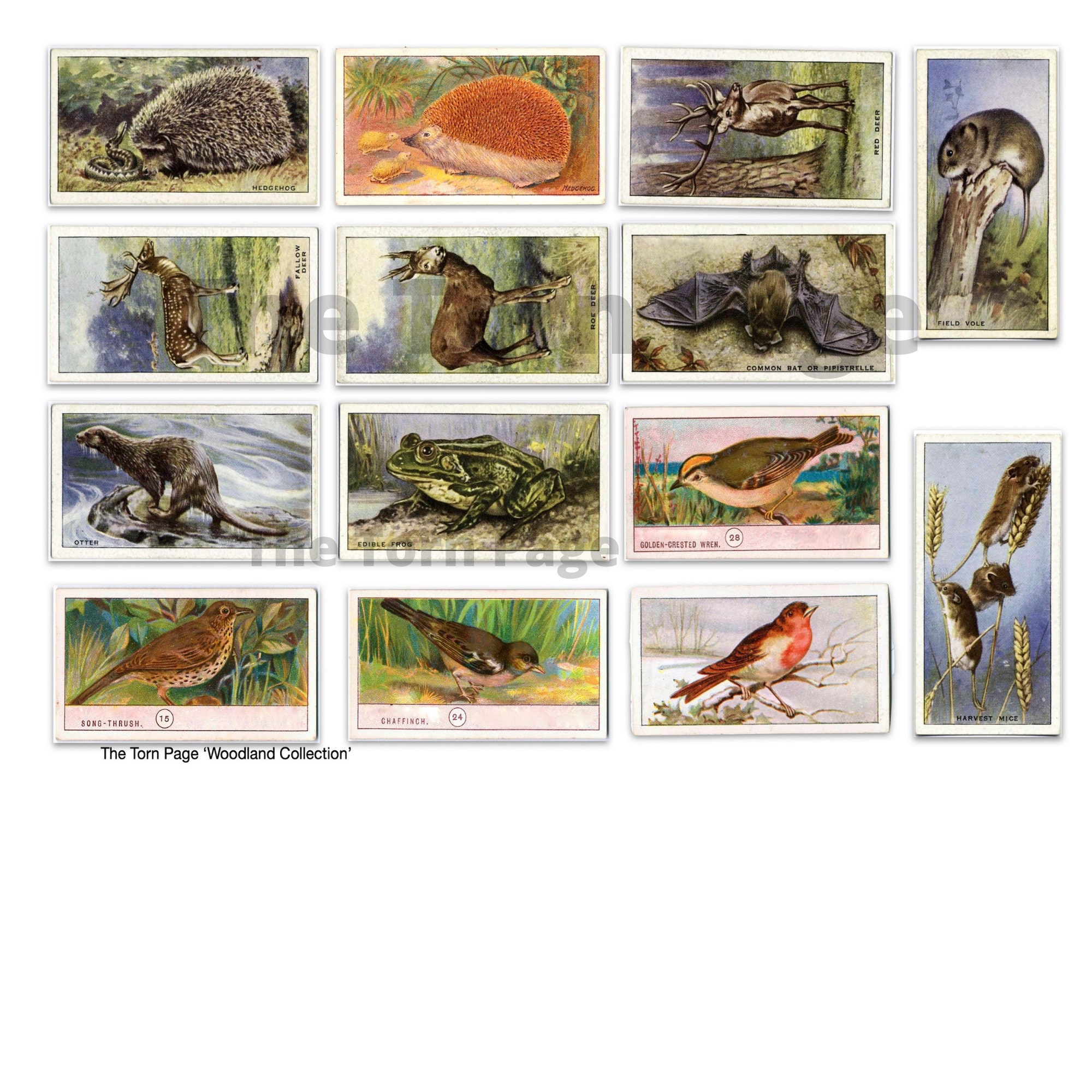 Vintage Woodland Themed Collection 1digital Tea Cards Index - Etsy