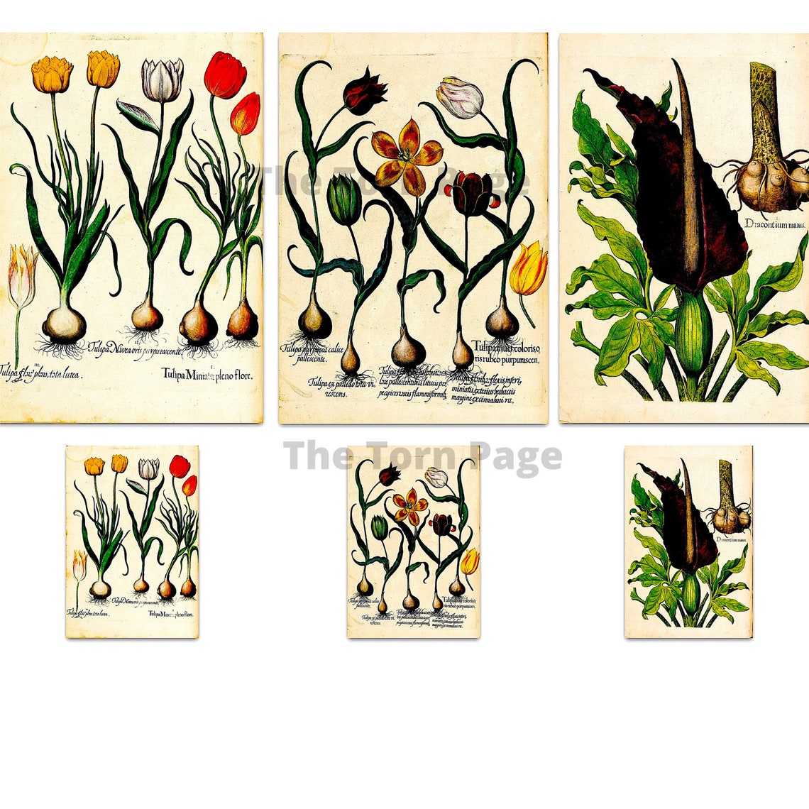 The Expert Botanist Kit Vintage Printable Labels Junk - Etsy
