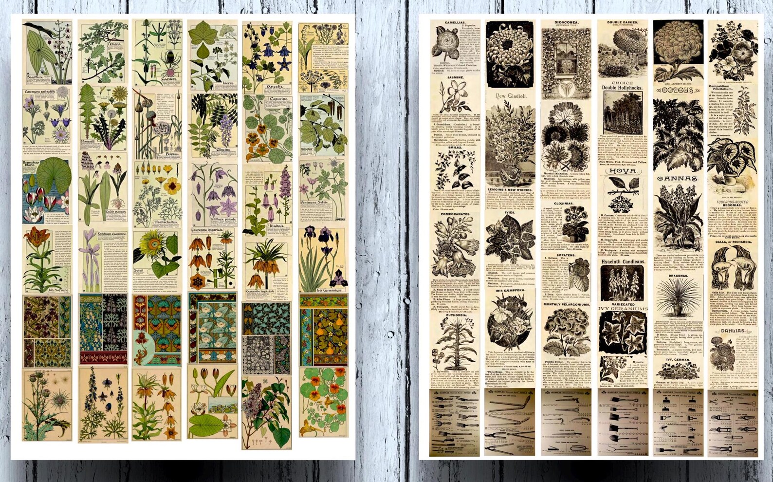 Vintage Flower Snippets: Sepia & Colour Ephemera (digital Download) - Etsy