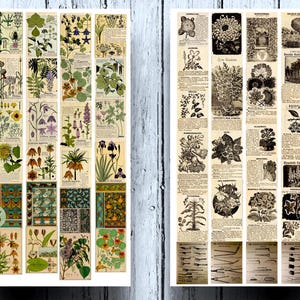 Vintage Flower Snippets: Sepia & Colour Ephemera (digital Download) - Etsy