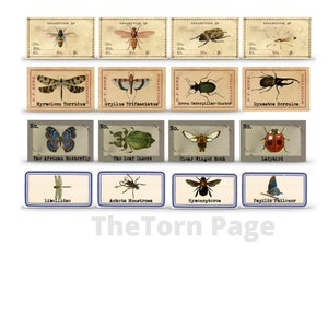 Vintage DIY Amateur Entomologist, Butterflies and Bugs, Insect Ephemera ...