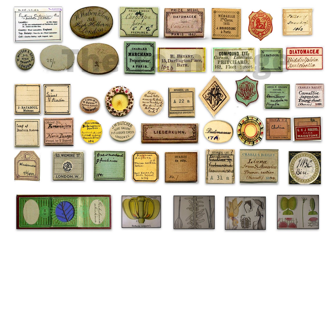 The Expert Botanist Kit Vintage Printable Labels Junk - Etsy