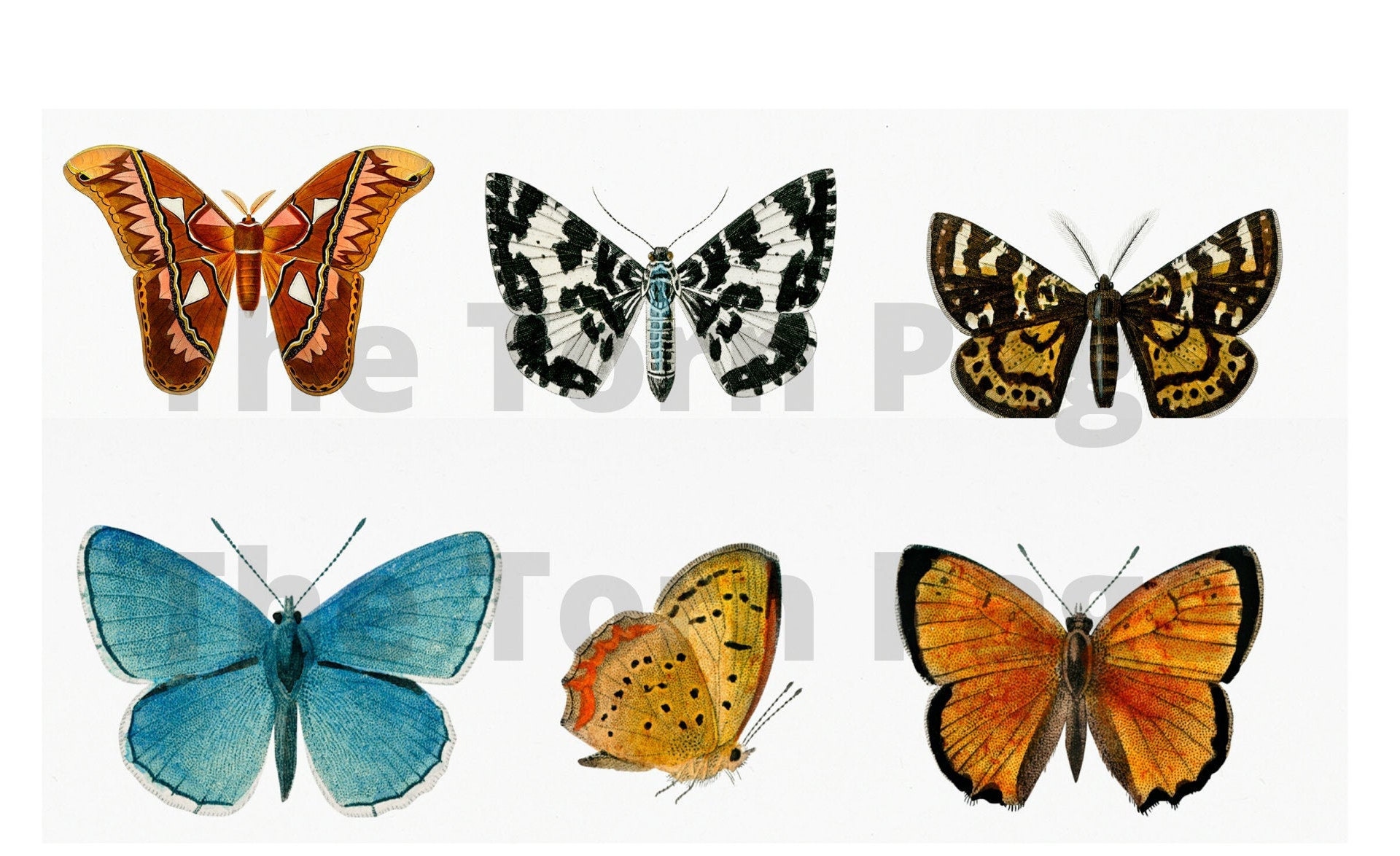 Digital Vintage Butterflies and Moths Collage Sheets Journal - Etsy