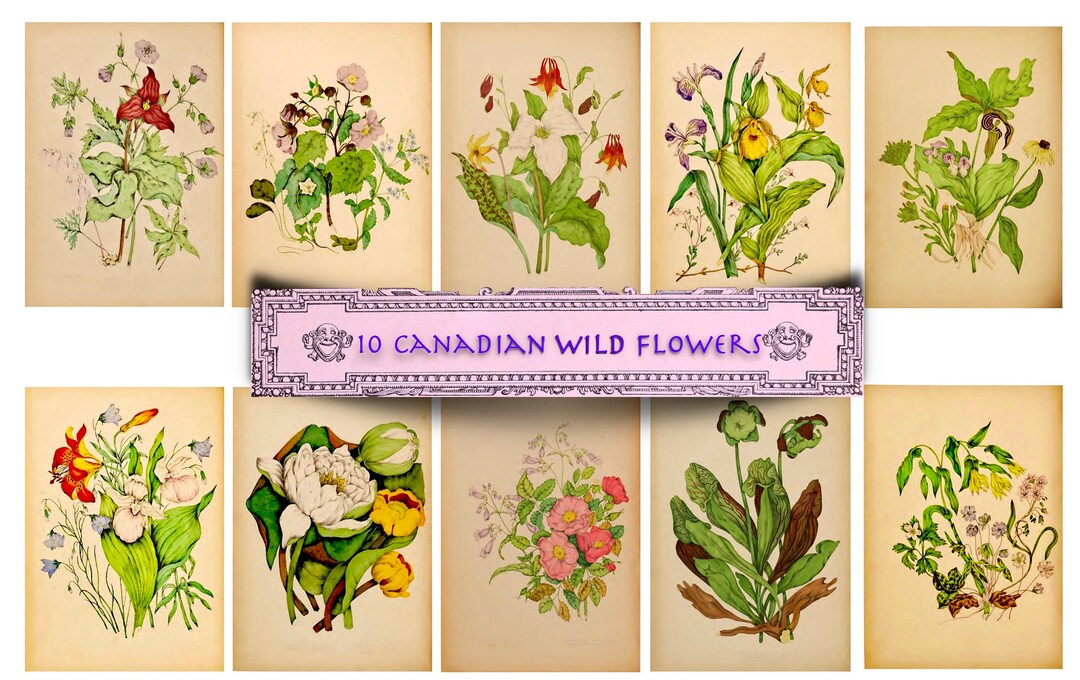 Vintage Canadian Wildflower Collage Sheets: Ephemera, ATC Cards ...
