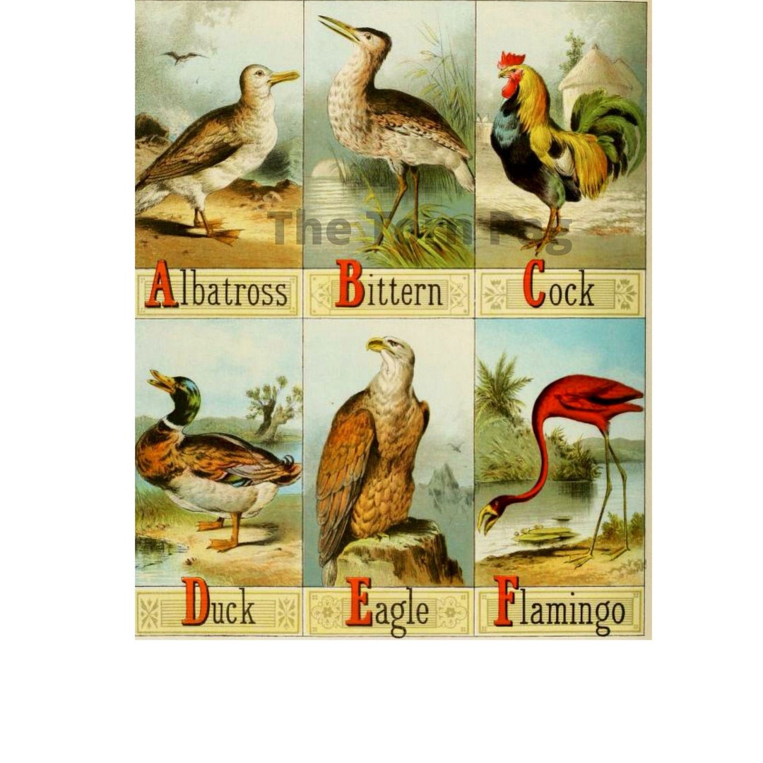 Vintage Bird Alphabet Flashcards: Shabby Chic Ephemera (digital ...