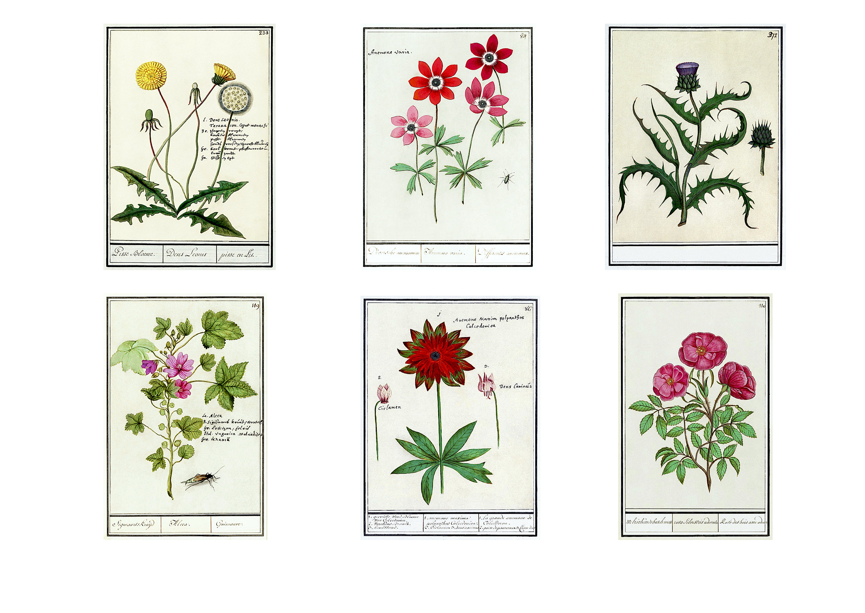 Vintage Botanical Specimens Digital Download 8.5X11 & A4 | Etsy