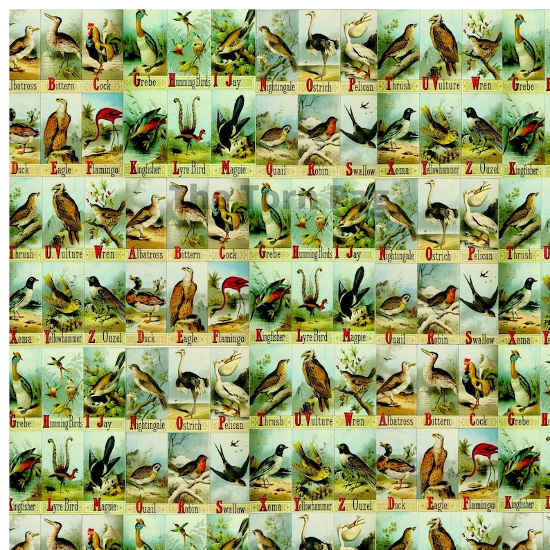 Vintage Bird Alphabet Flashcards: Shabby Chic Ephemera (digital ...