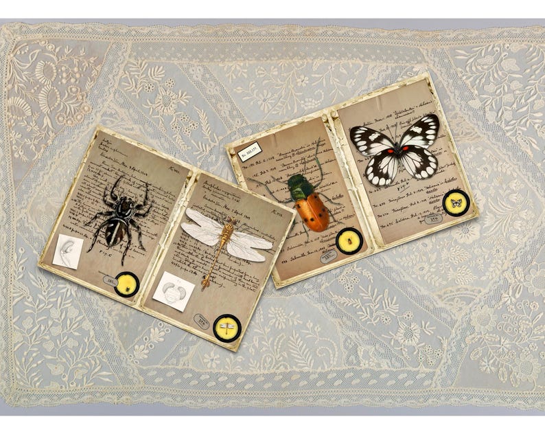 Vintage Insect Field Notes: Printable Journal Pages (digital Download ...