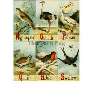 Vintage Bird Alphabet Flashcards: Shabby Chic Ephemera (digital ...