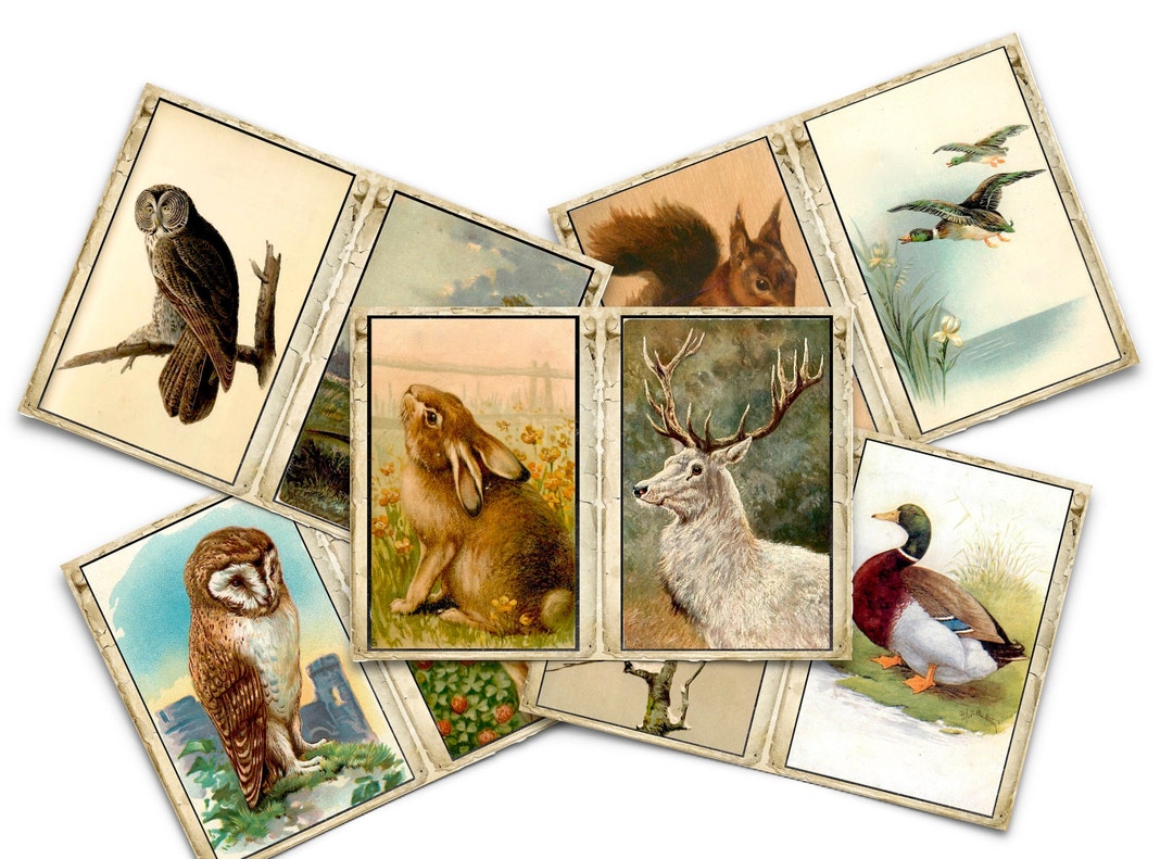 Vintage Woodland Animals Journal Pages Vintage Woodland - Etsy