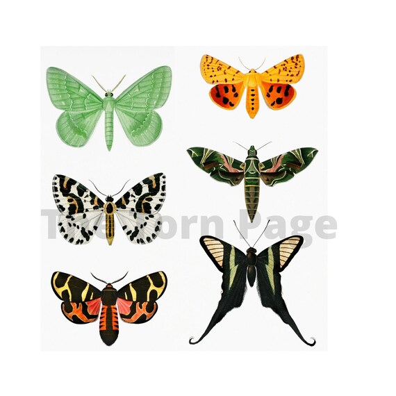Digital Vintage Butterflies and Moths Collage Sheets Journal - Etsy