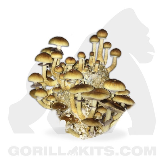 Pf Tek Mushrooms