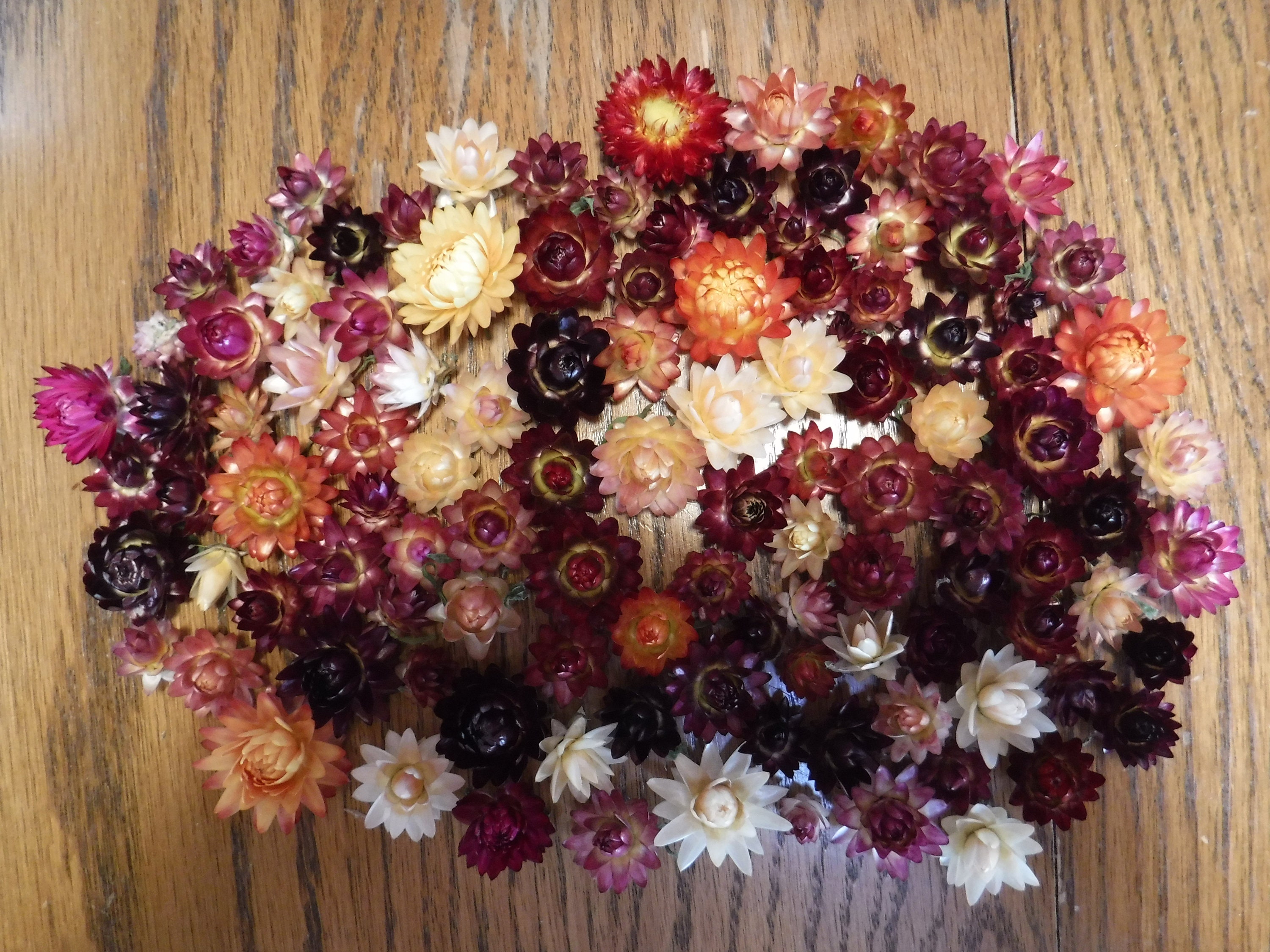 50 Dried Strawflower Heads Mixed Colors Dried Craft Flowers - Etsy