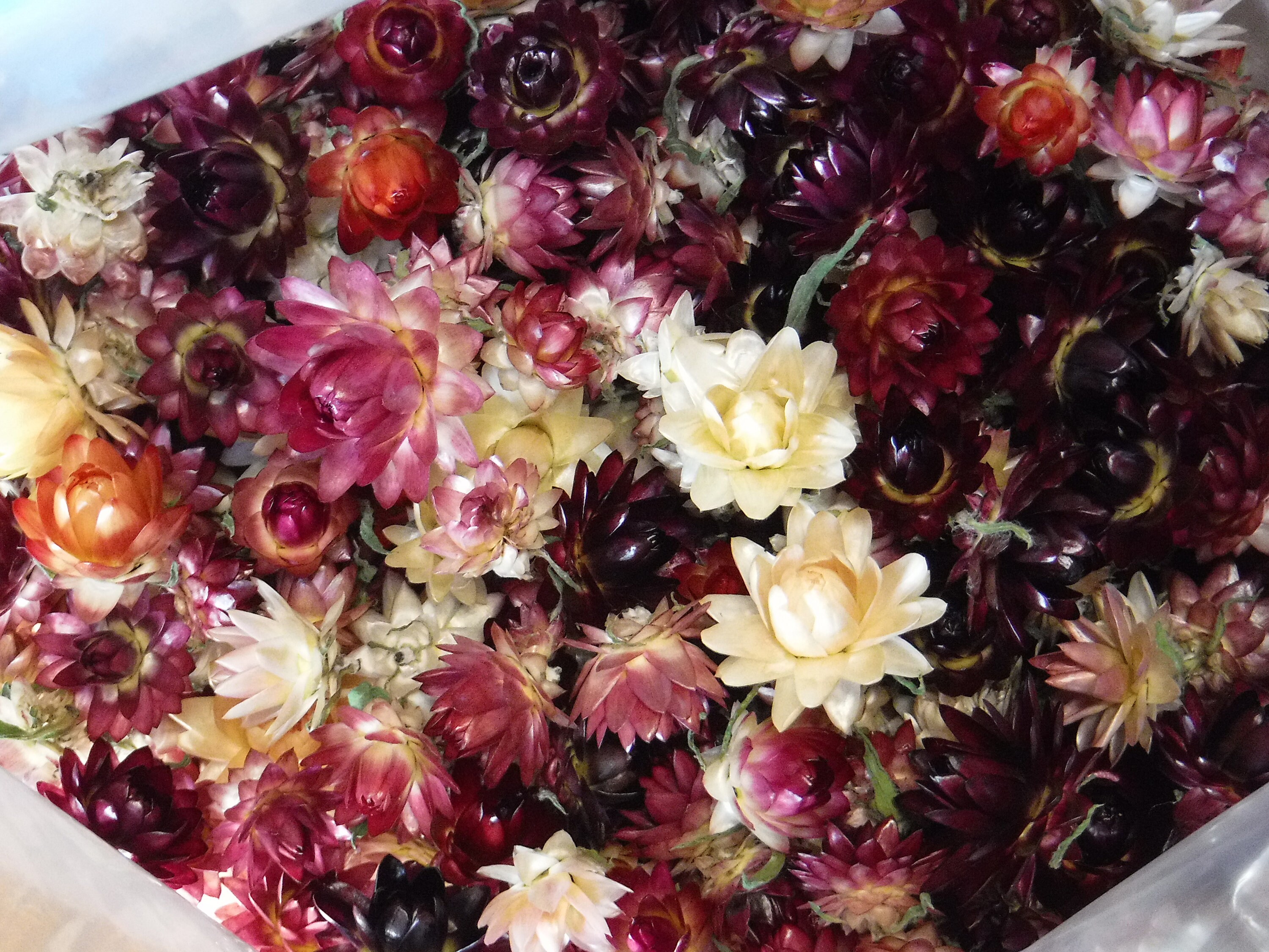 50 Dried Strawflower Heads Mixed Colors Dried Craft Flowers - Etsy