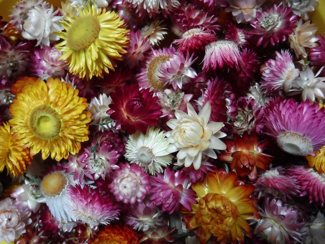 100 Dried Strawflower Heads Mixed Colors, Dried Craft Flowers, Real ...