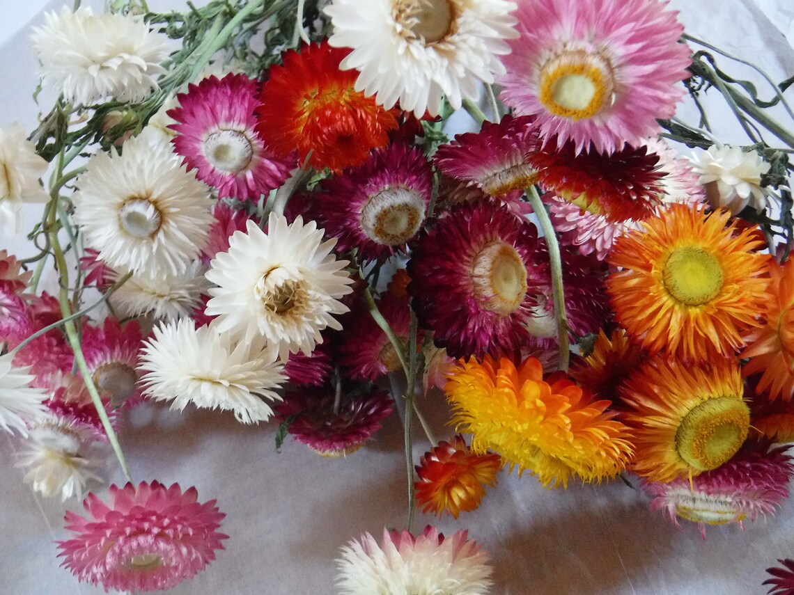 Dried Strawflowers With Stems Dried Strawflowers Dried - Etsy