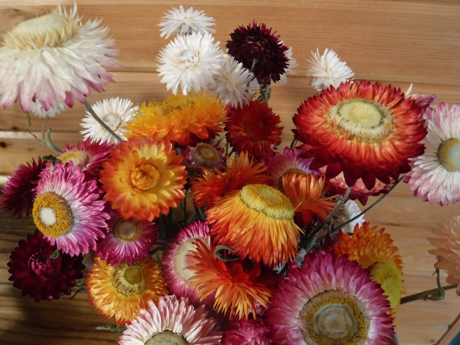 Dried Strawflowers With Stems, Dried Strawflowers, Dried Flowers With ...