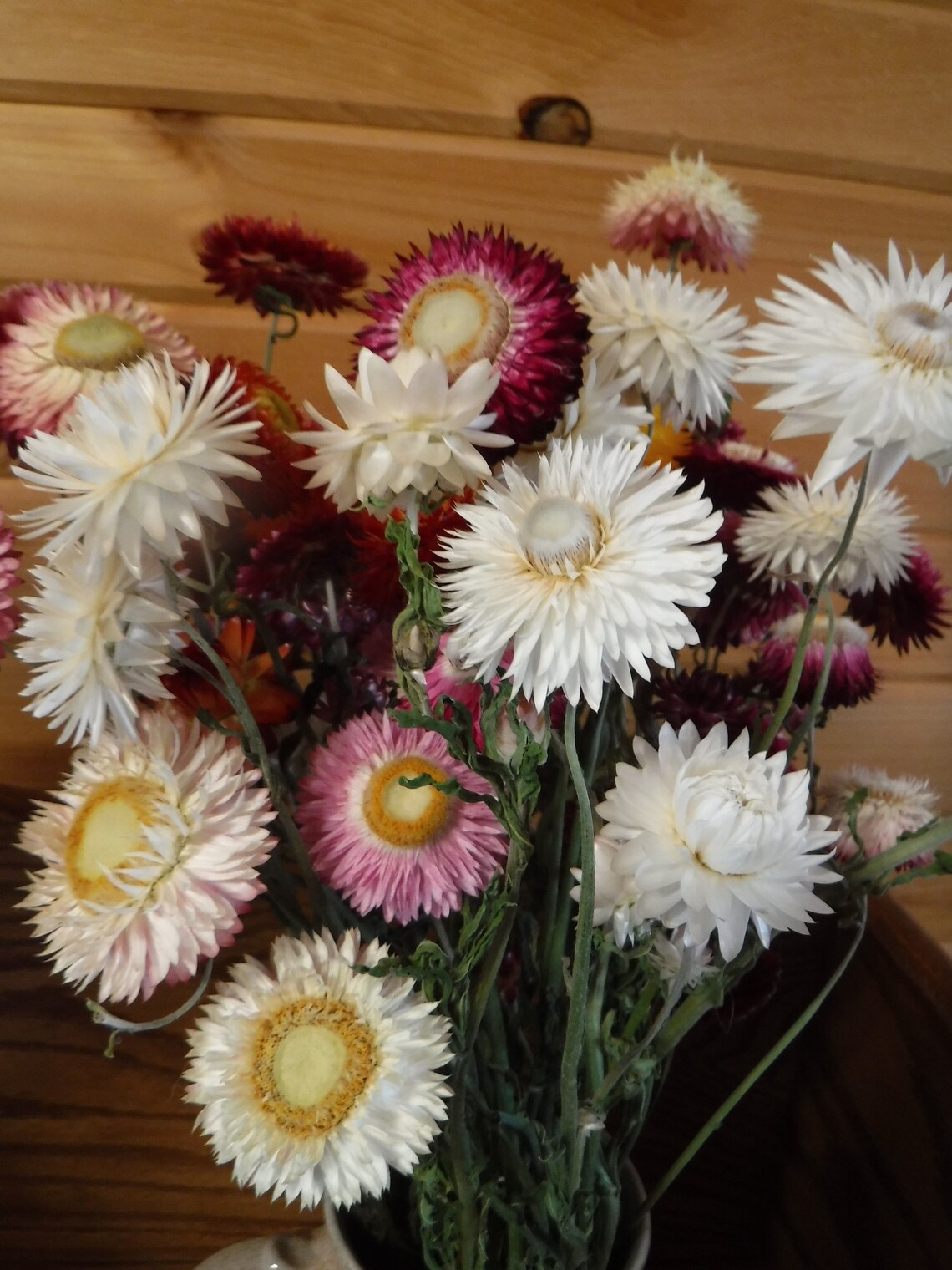 Dried Strawflowers With Stems Dried Strawflowers Dried - Etsy