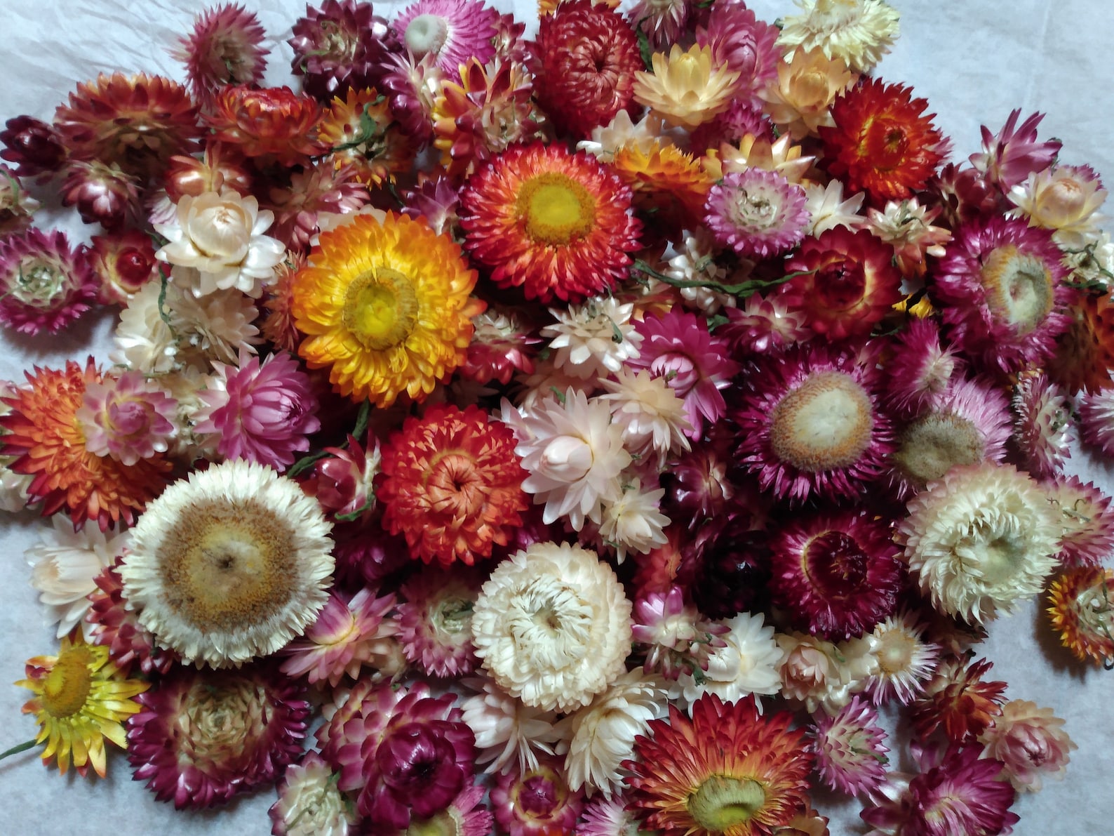 50 Dried Strawflower Heads Mixed Colors, Dried Craft Flowers, Real ...