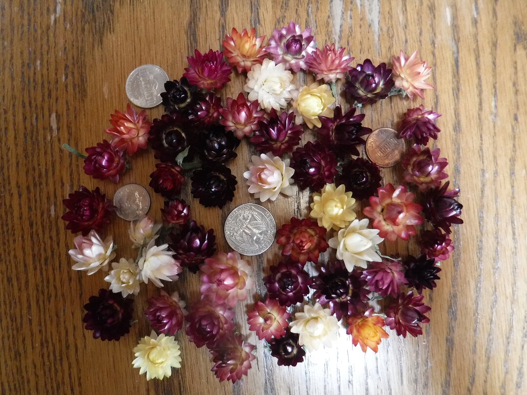 50 Small Dried Strawflower Heads Mixed Colors, Dried Craft Flowers ...