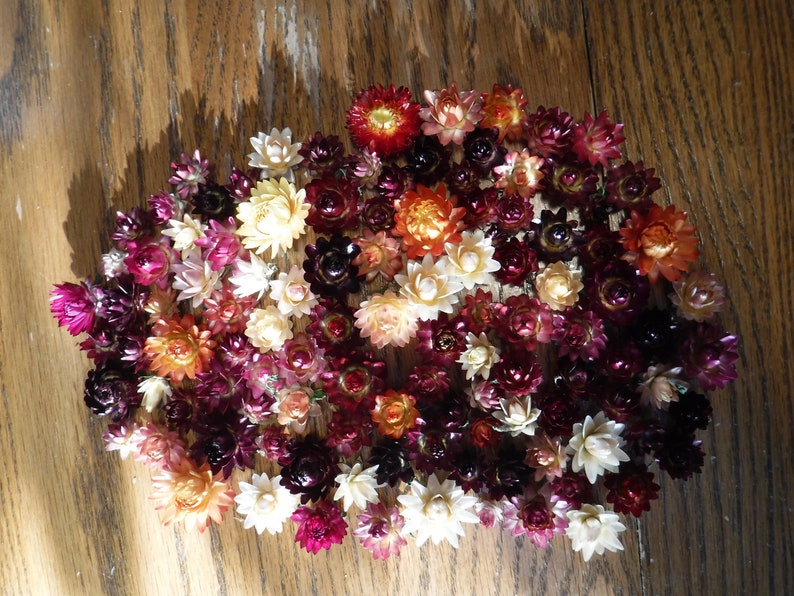 50 Dried Strawflower Heads Mixed Colors Dried Craft Flowers - Etsy