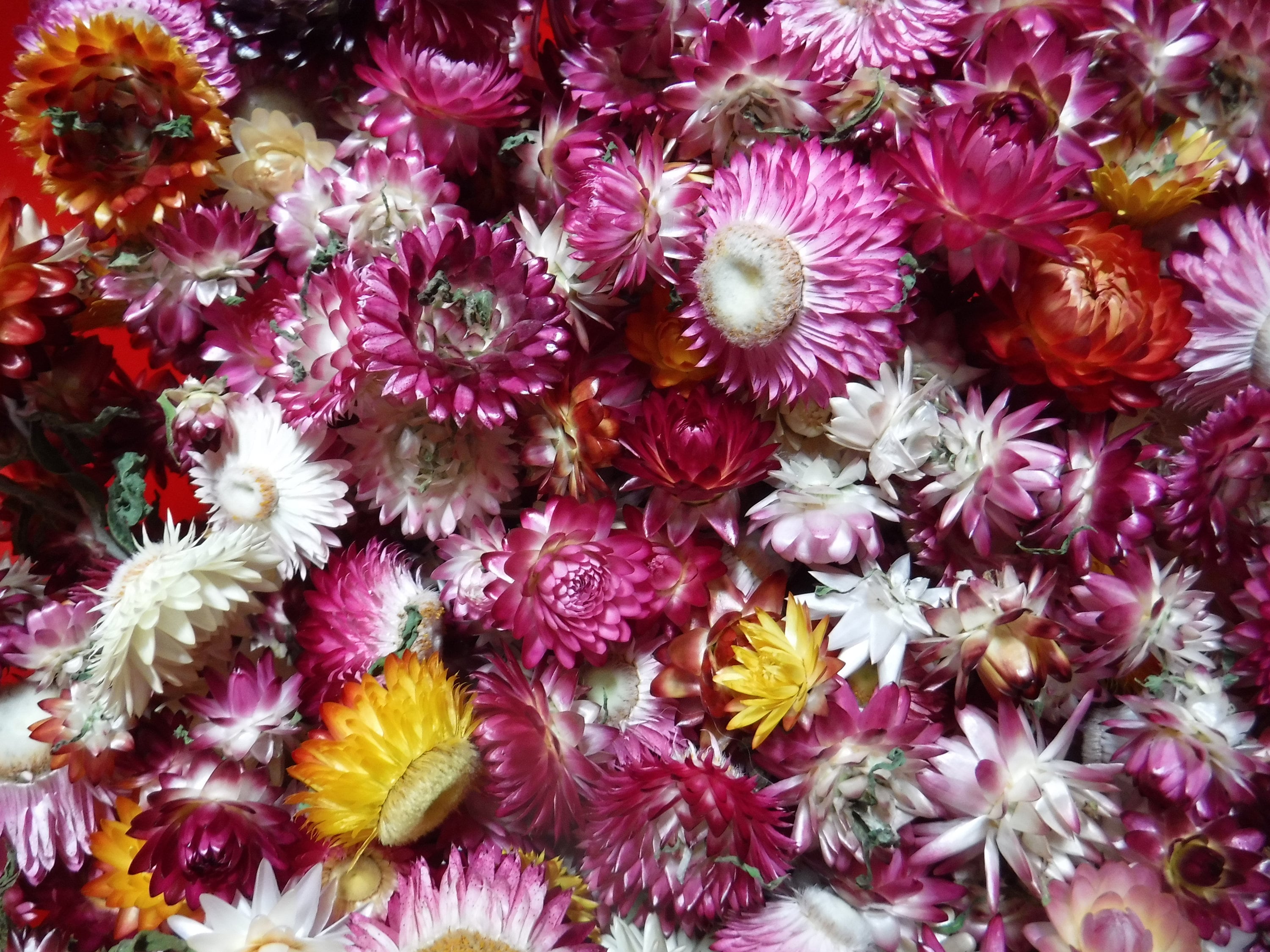 50 Dried Strawflower Heads Mixed Colors Dried Craft Flowers - Etsy