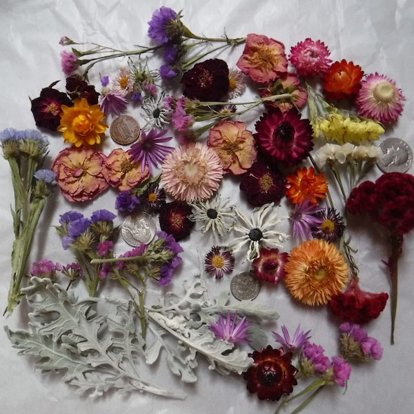 Real Dried Flower - Etsy