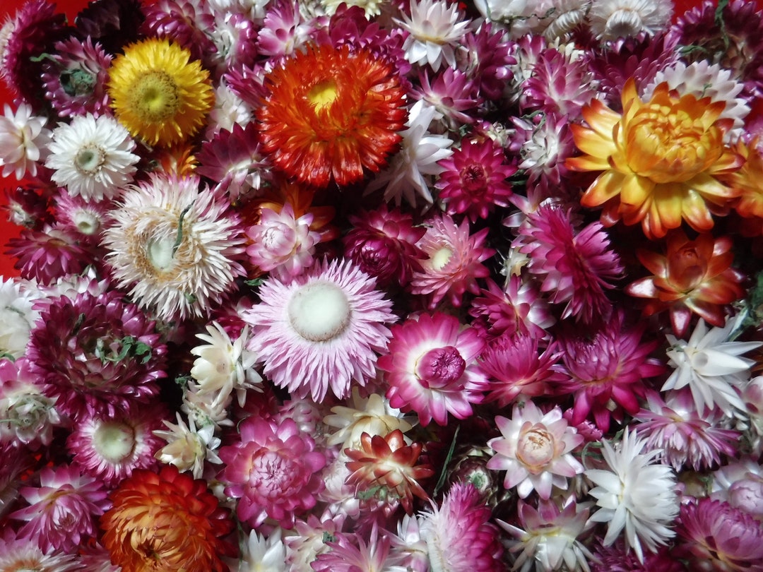 25 Dried Strawflower Heads Mixed Colors, Dried Craft Flowers, Real ...