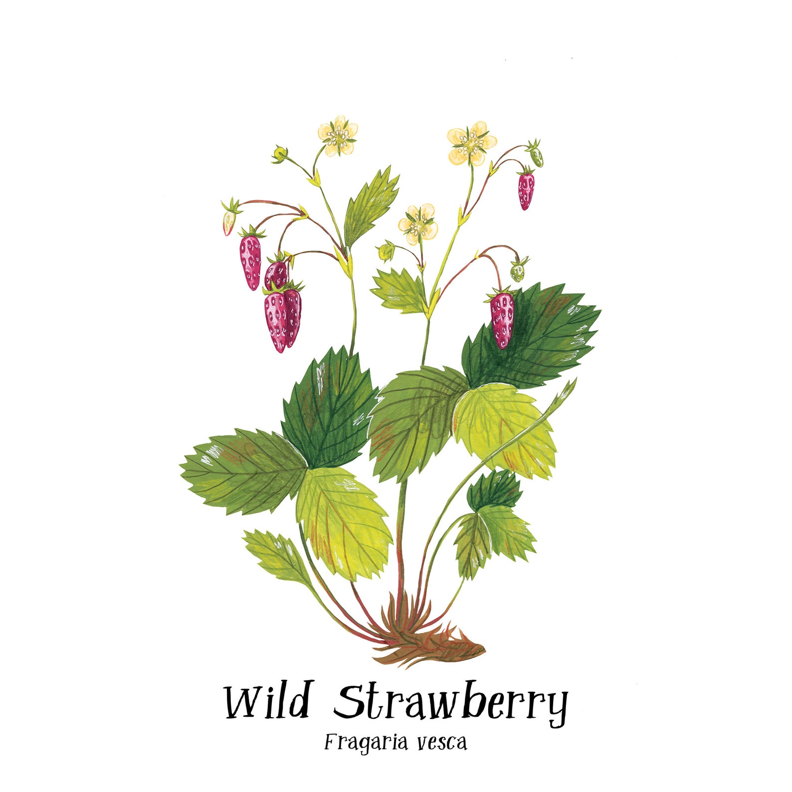 Wild Strawberry Art Print A4 Botanical Wall Decor - Etsy