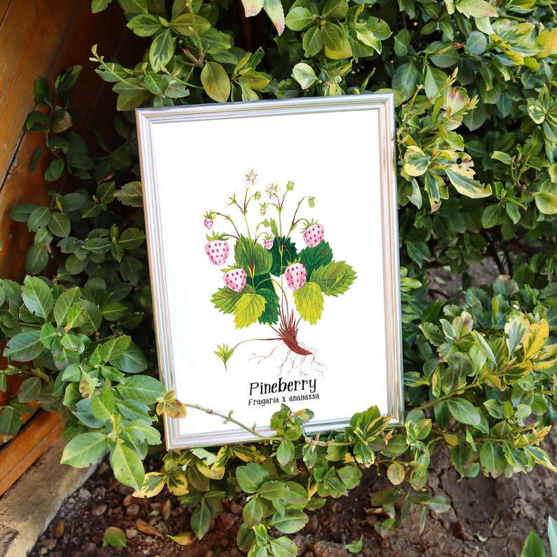 Set of 3 Strawberries Art Print A4 Botanical Wall Decor - Etsy
