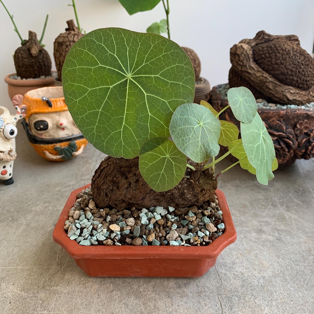Stephania Nova Rare Caudex Exotic Plant for Indoor Gardening Easy Care ...