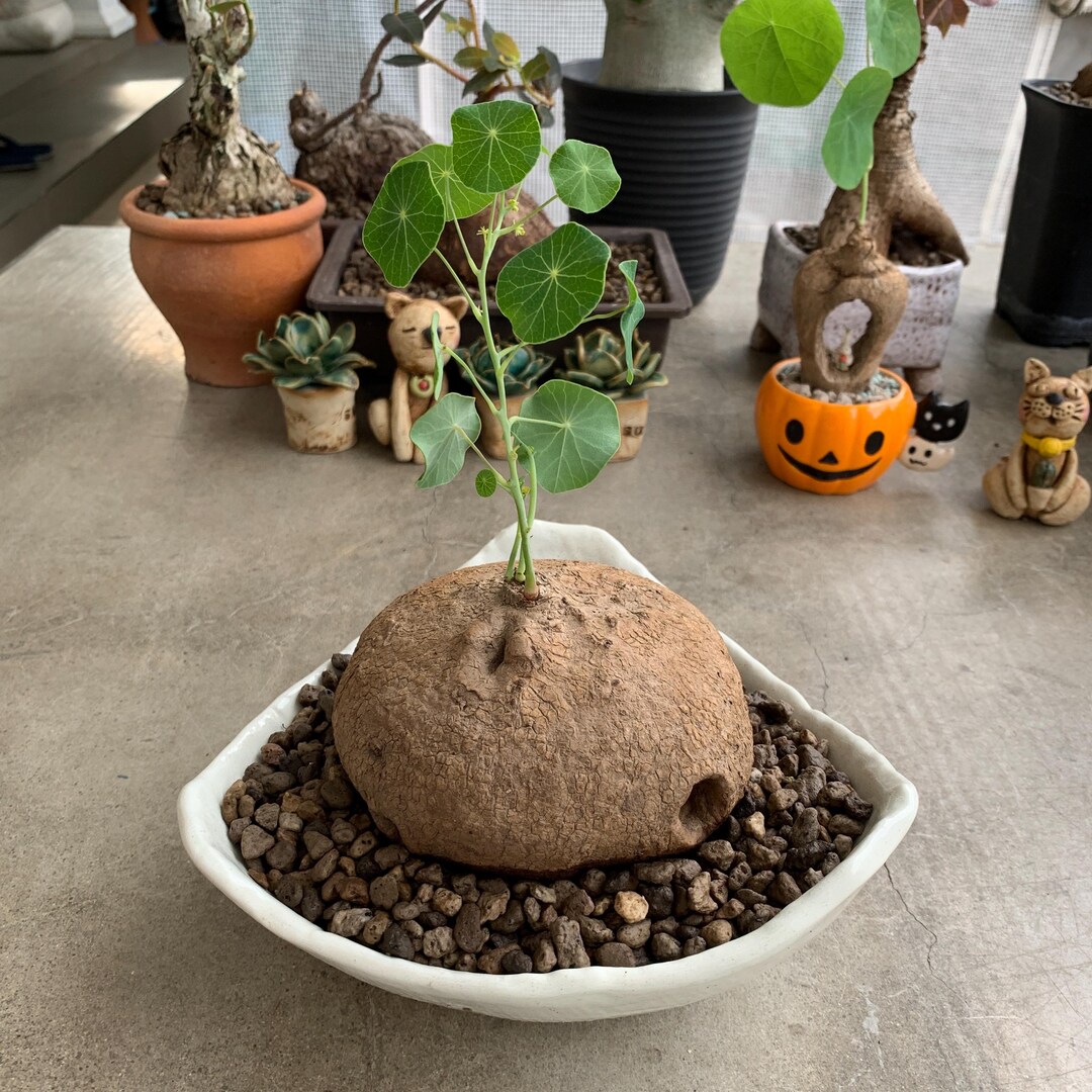 Rare Stephania Erecta Caudex Unique Indoor Plant, Ideal for Collectors ...