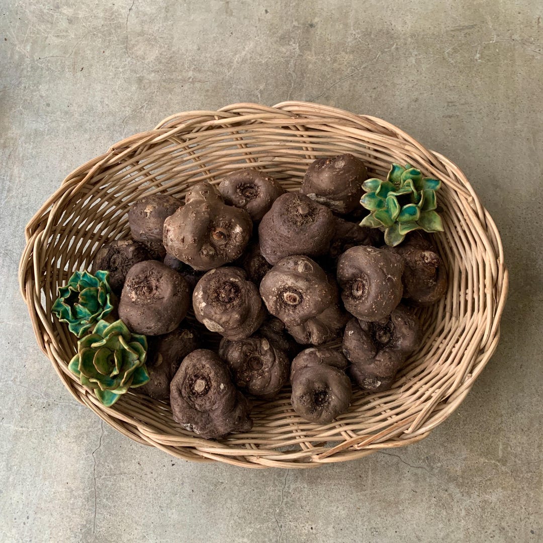 Amorphophallus Atroviridis Set 3 Caudexs, Rare Exotic Voodoo Lily, 4.5 ...