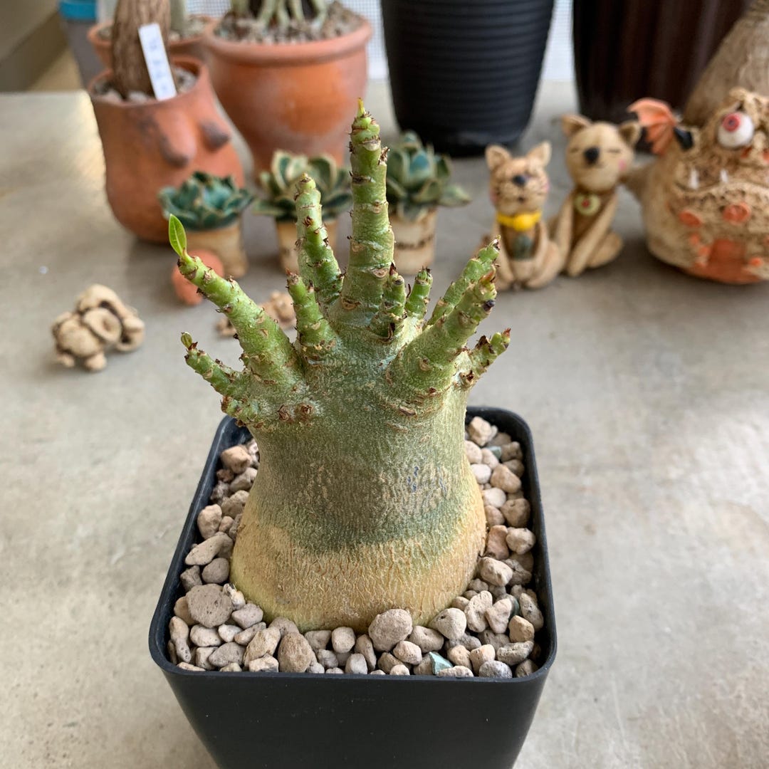 Adenium Arabicum godji Unique Desert Rose Variety With Thick Caudex ...