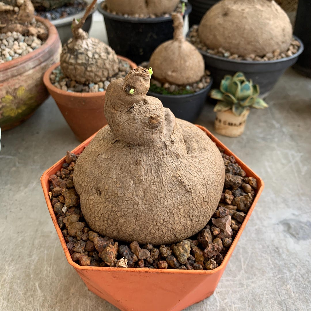 Rare Stephania Erecta Caudex Plant Exotic Indoor Succulent, Elephant ...