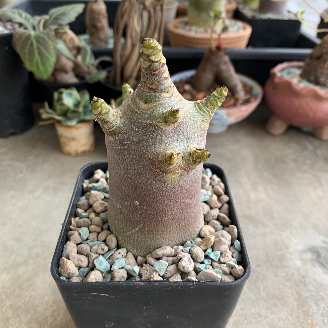 Rare Black Adenium Arabicum kalamae Exotic Desert Rose Plant, Stunning ...