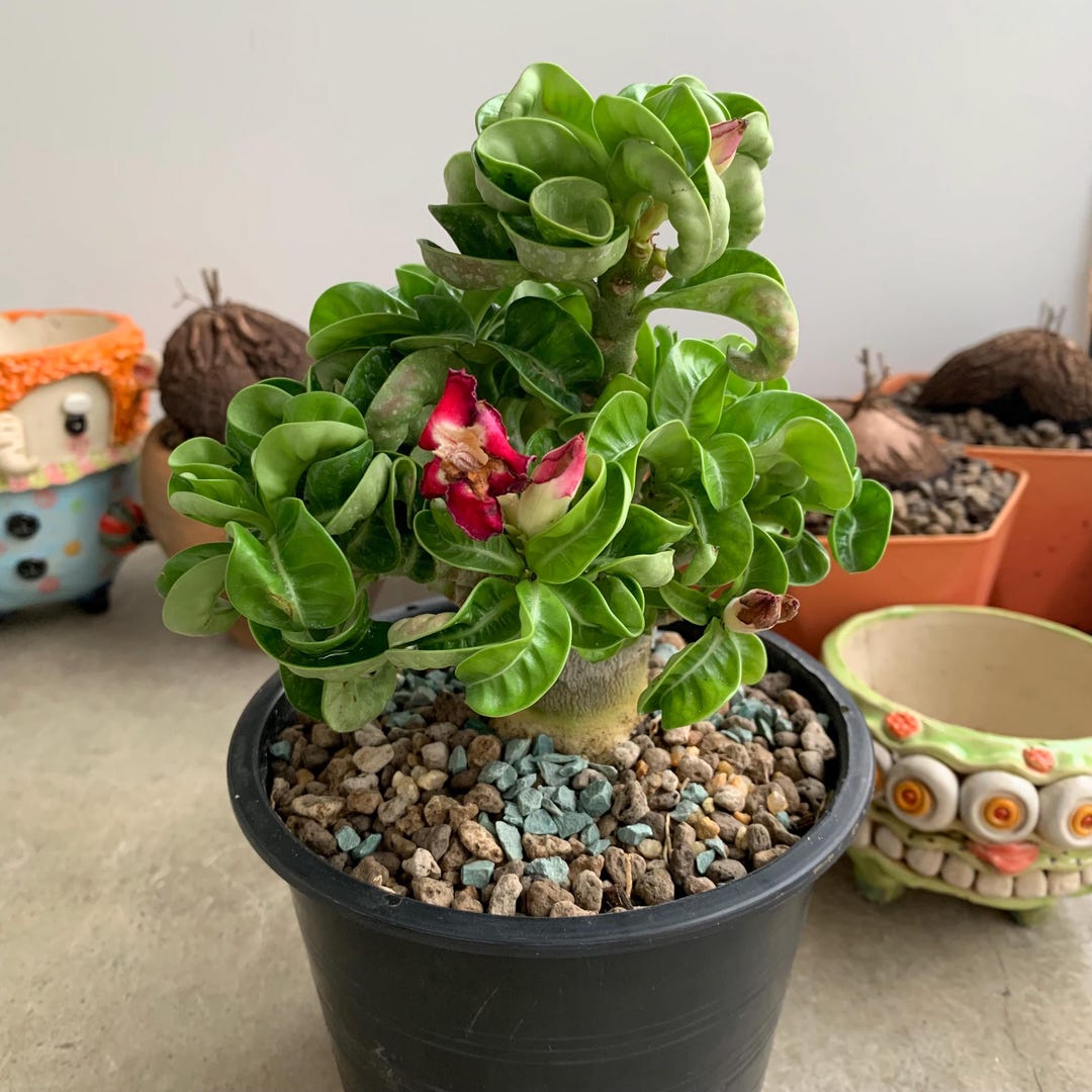 Rare Adenium Arabicum “sheep Horns Medusa” – Unique Twisted Caudex ...