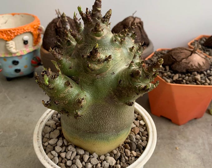 Rare Adenium Arabicum ‘kalamae X Nombig’ – Unique Desert Rose With ...