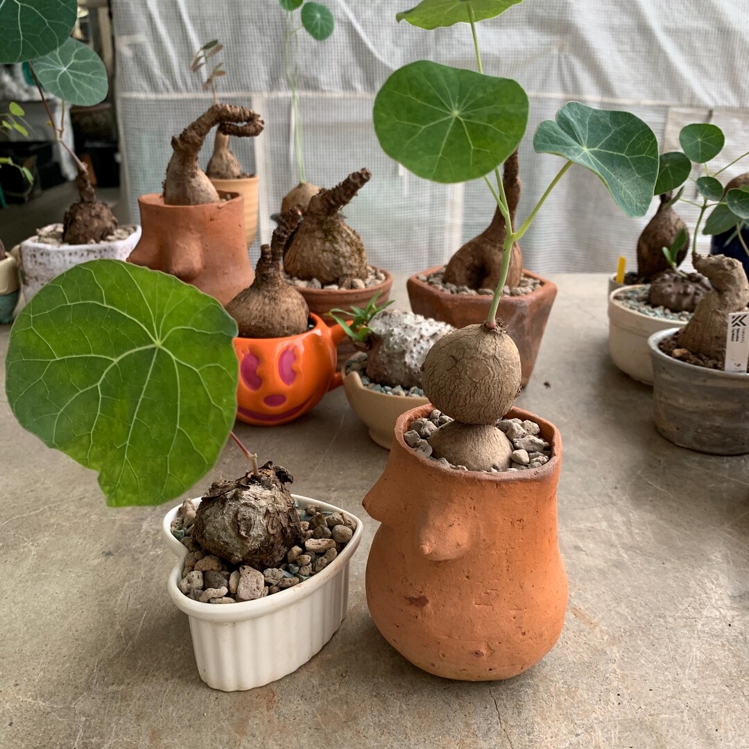 Stephania Erecta & Stephania Nova Plant Duo Set – Exotic Caudiciform ...